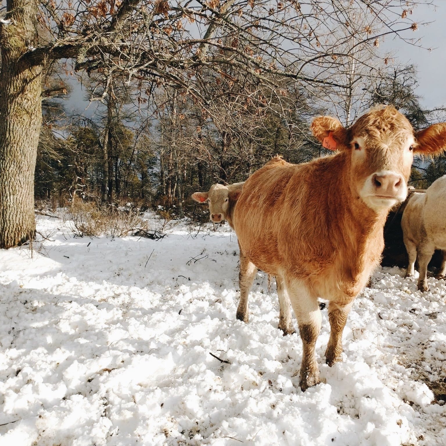 Grandview Farms Beef and Grand & Gold Maple Syrup – grandview.manitoulin